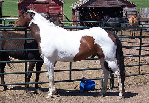 The Colorful World of Pintos - The Equinest