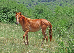 Chestnut Horse Breeds - The Equinest