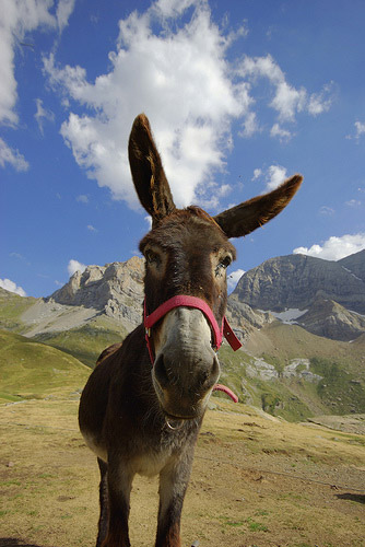 12 Reasons to Love Donkeys | The Equinest