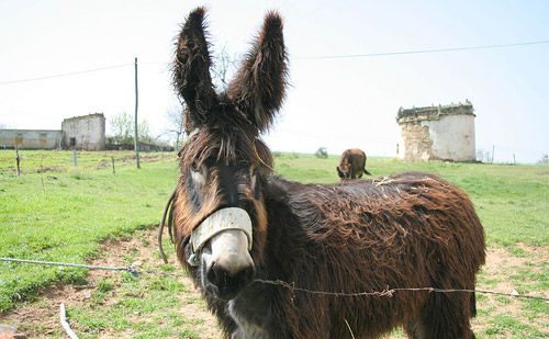 12 Reasons to Love Donkeys | The Equinest