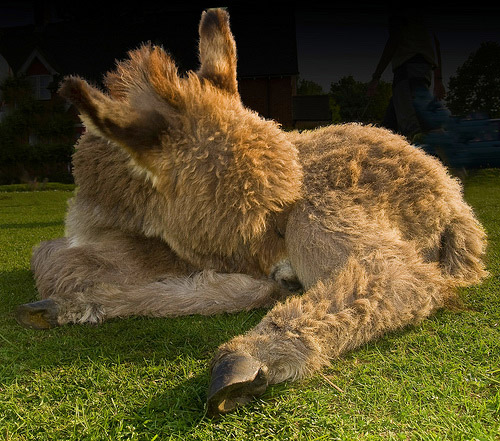 12 Reasons to Love Donkeys | The Equinest