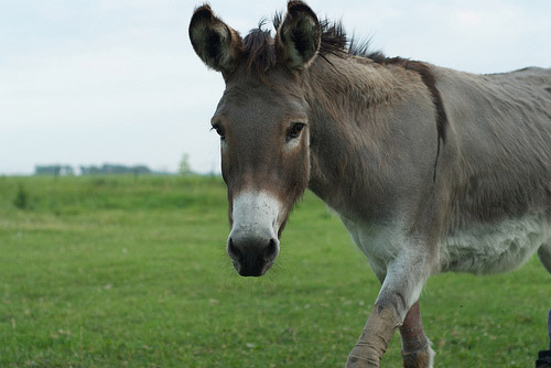 12 Reasons to Love Donkeys | The Equinest