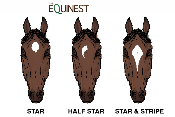 Quick Guide To Horse Face Markings | The Equinest