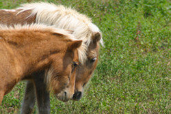 Flaxen Horse Breeds - The Equinest
