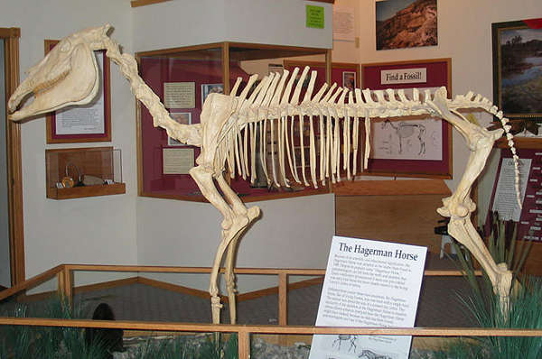 Hagerman Horse or Equus Simplicidens – Extinct Equidae | The Equinest