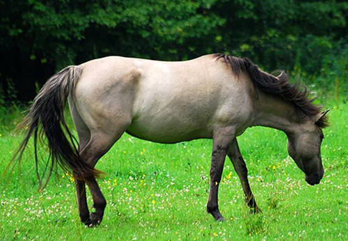 Konik Horse - Horse Breeds