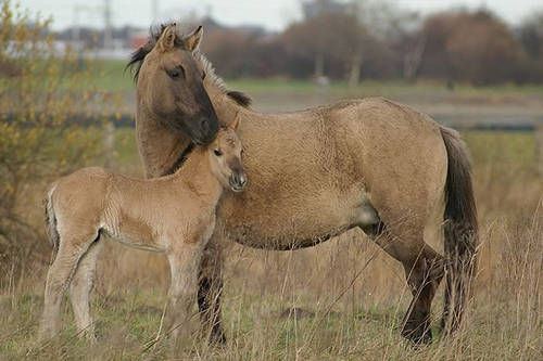 Konik Horse | Horse Breeds
