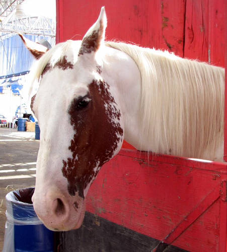 The Many Faces of Pintos - The Equinest