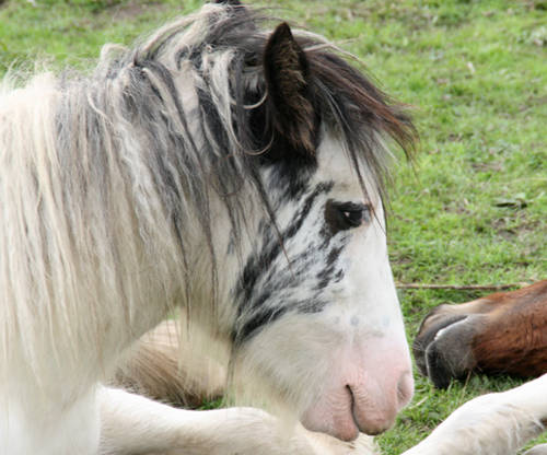 The Many Faces of Pintos - The Equinest
