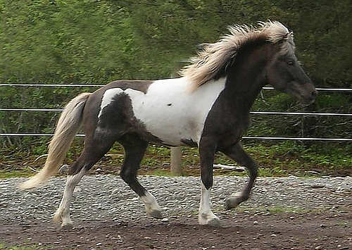 The Colorful World of Pintos - The Equinest