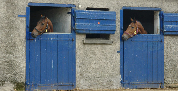 The Wide World Of Horse Stables 3 | The Equinest